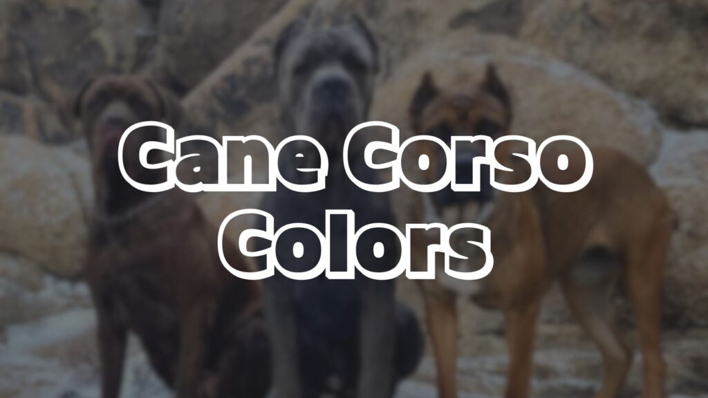 Cane Corso Colors - Dog Breed Advisor