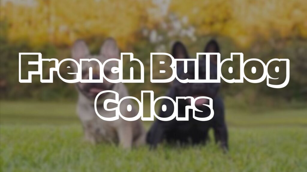 French Bulldog Colors - Dog Breed Advisor