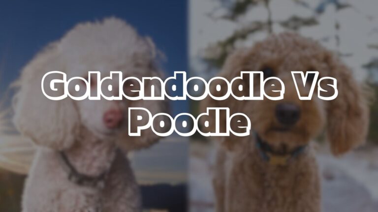 Goldendoodle Vs Poodle - Dog Breed Advisor
