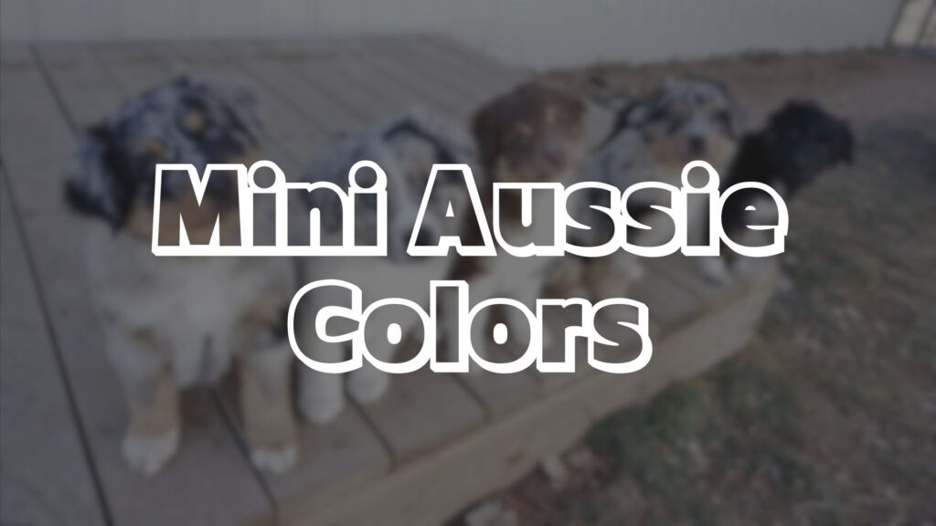 Mini Aussie Colors - Dog Breed Advisor