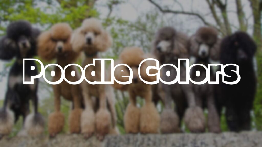 Poodle Colors - Dog Breed Advisor