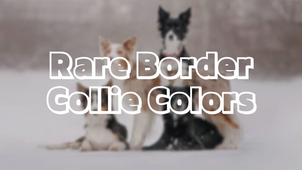 Rare Border Collie Colors - Dog Breed Advisor