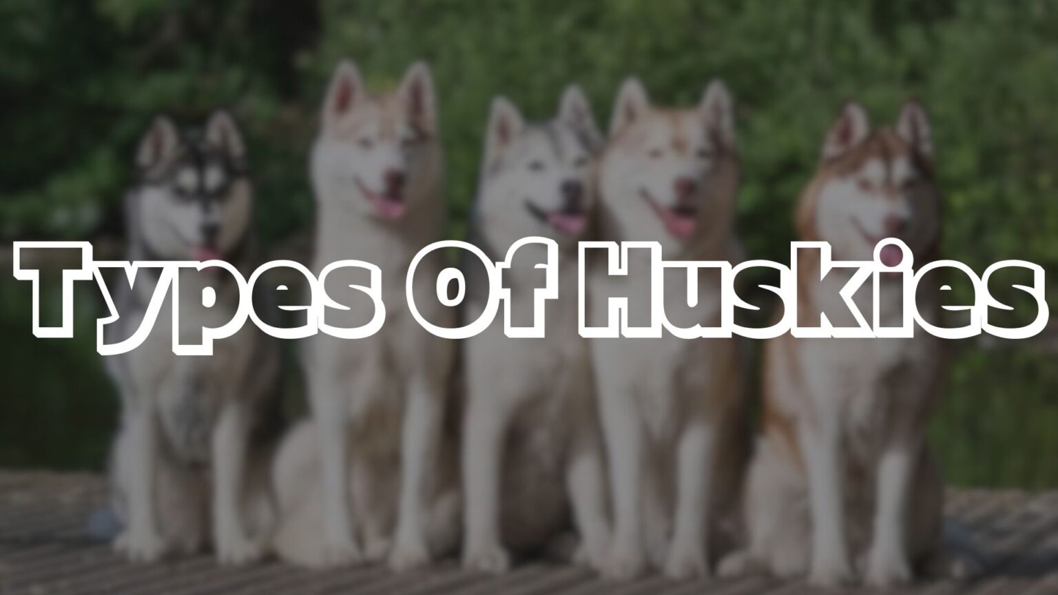 Types Of Huskies - Dog Breed Advisor