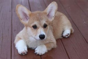 Miniature Corgi Dog Breed Information - Dog Breed Advisor