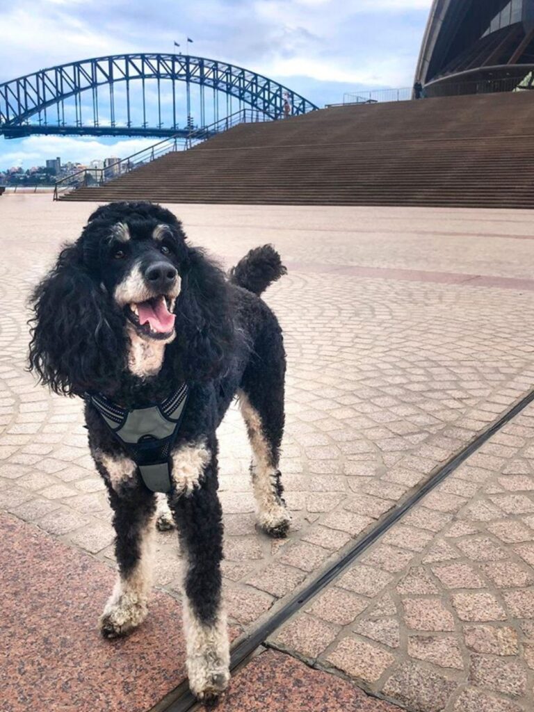 Phantom Poodle Dog Breed Information - Dog Breed Advisor